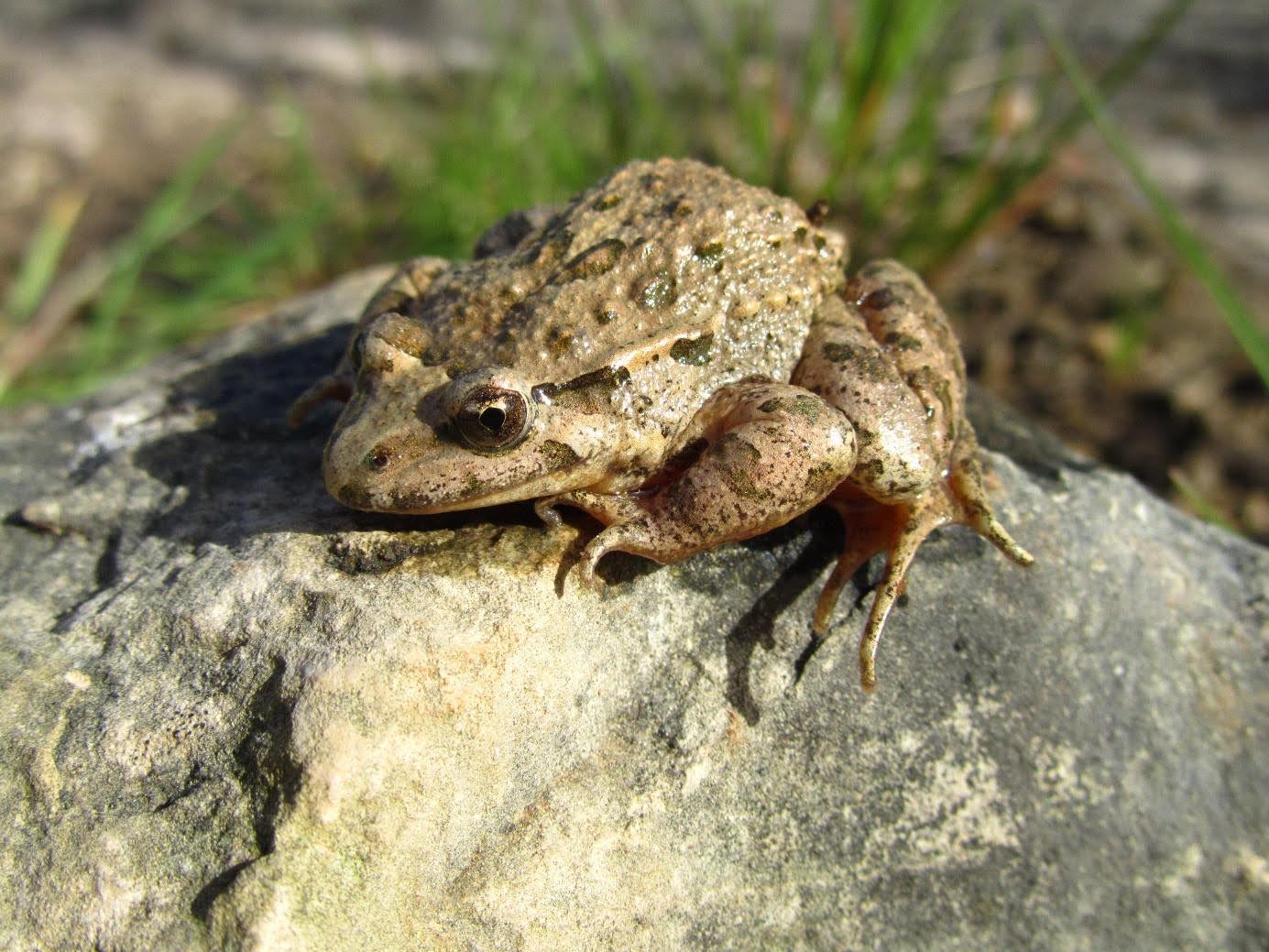 Village Saves 45,000 Toads From Roadway Deaths