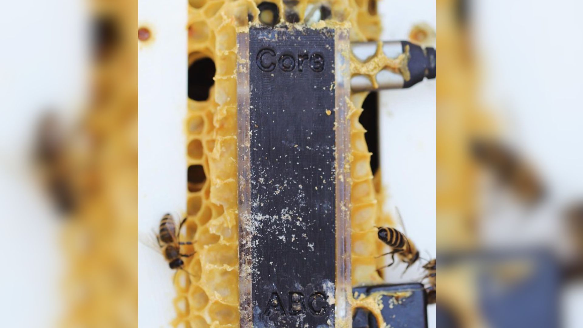 Revolutionizing Bee Conservation with Robotics