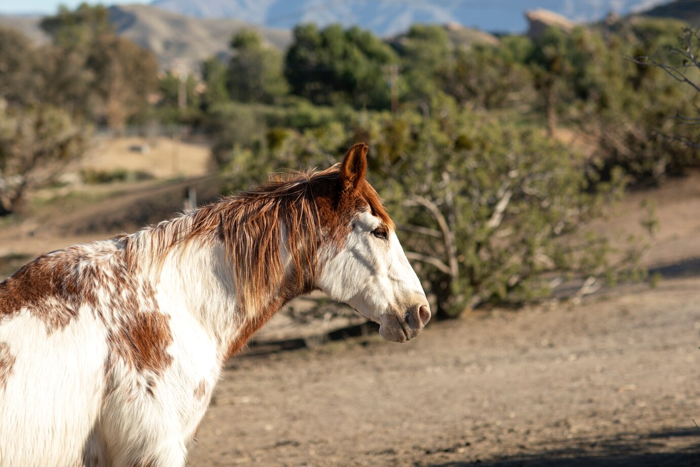 The Horse Detective: Claire Staples' Mission to Reunite Wild Mustangs ...