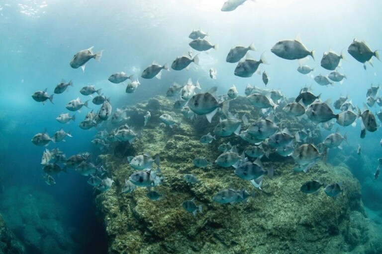 Massive Marine Preserve to Protect Whales and Coral Reefs