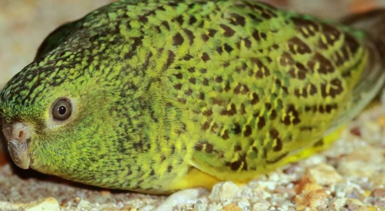 A Glimmer in the Night: Rediscovery of Australia's Elusive Night Parrot ...