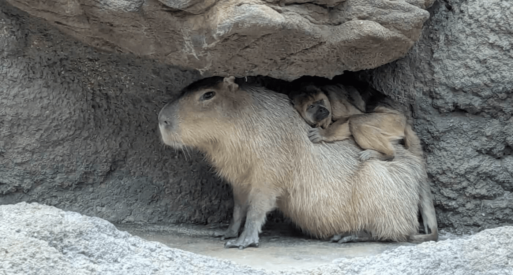 Unlikely Friends: Denver Zoo Animals Snuggle Their Way into Hearts ...
